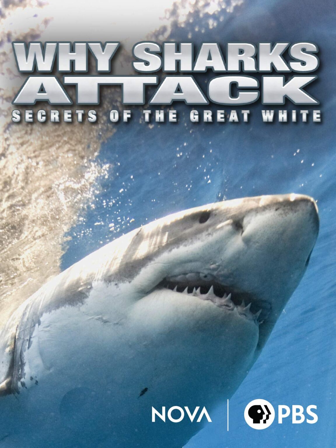 دانلود مستند کوسه ها چرا حمله می کنند PBS: NOVA Why Sharks Attack 2014
